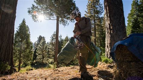 Meet The Daring Tree Climbers Needed To Replant 15 Million Acres Of