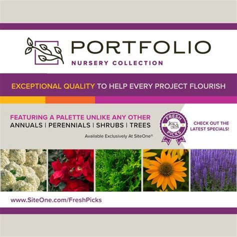 Pennisetum Alopecuroides Praline Portfolio Dwarf Fountain Grass Siteone