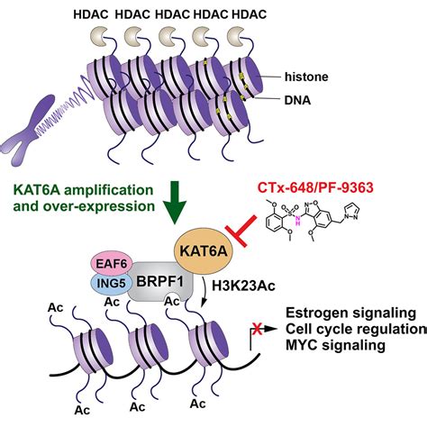 Discovery Of A Highly Potent Selective Orally Bioavailable Inhibitor