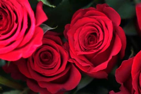 Red Rose Bouquet Signature Floral Gallery