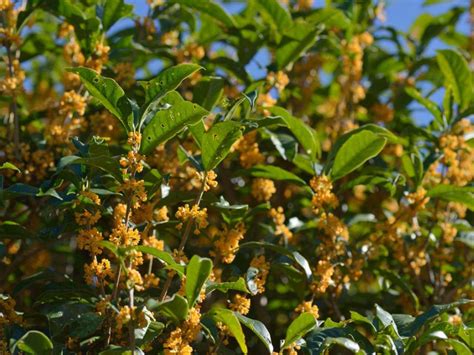 Osmanthus Fragrans A Guide To Growing And Caring For Fragrant