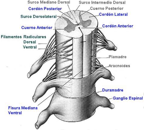 Médula Espinal Neuroanatomía Ufro