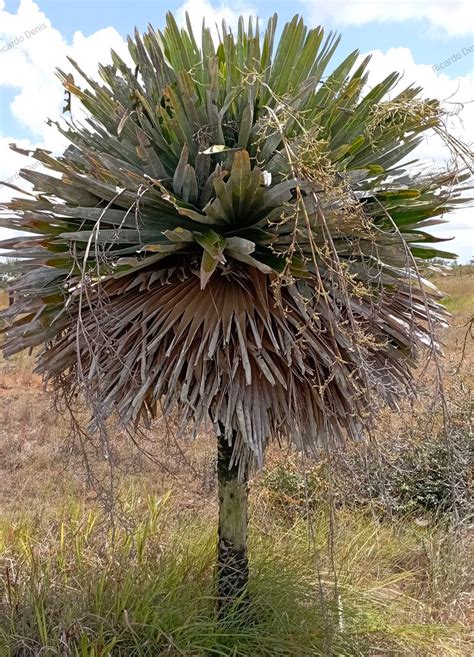 Cuba Seeds August 2023 Copernicia Cowellii Hemithrinax Rivularis