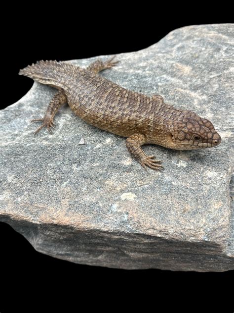 Reptile Livestockall Lizardsskinks