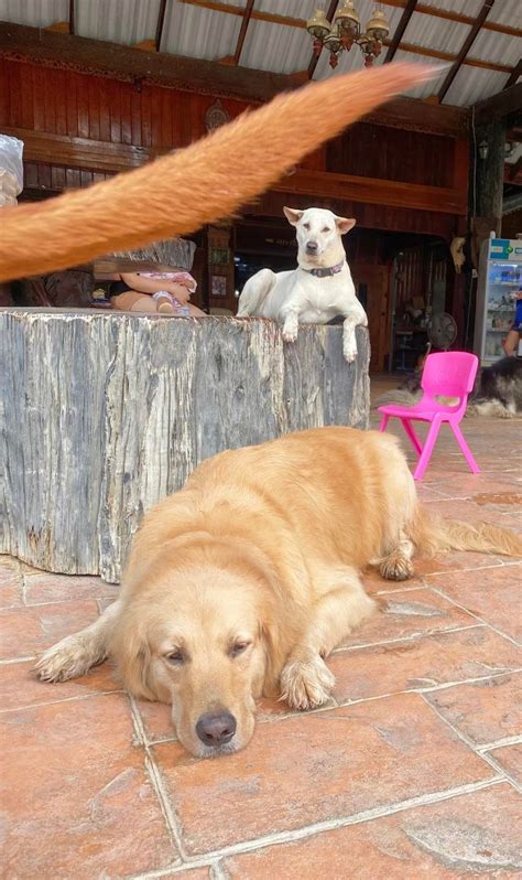 ตั้งใจจะถ่ายรูปอีแพะกับสิงโต สี่สหาย สายเหน่อ