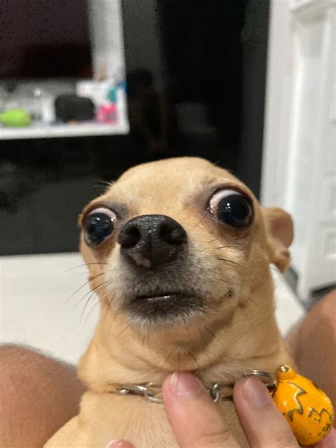 Chihuahua Meme Funny And Adorable Dog Pictures