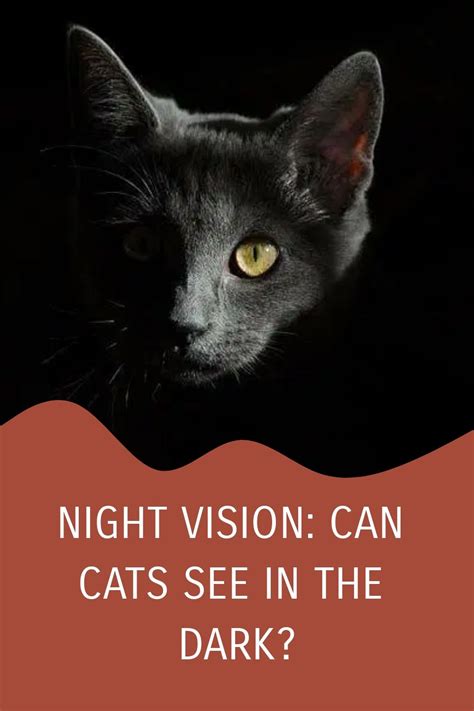 Do Cats Have Night Vision Understanding The Feline Ability To See In