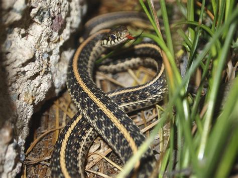 Colorado Herping Rattler Tattler