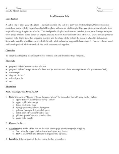 Leaf Structure Lab Biology Worksheet