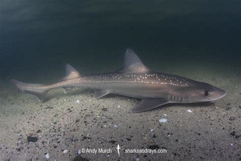 Spotted Estuary Smoothhound Shark Mustelus Lenticulatus
