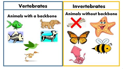 Vertebrates And Invertebrates Youtube