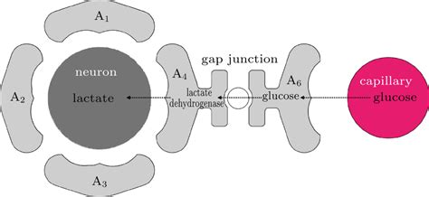 Astrocyte Diagram