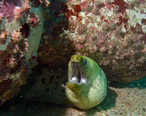 Fimbriated Moray Facts Diet Habitat And Pictures On Animaliabio