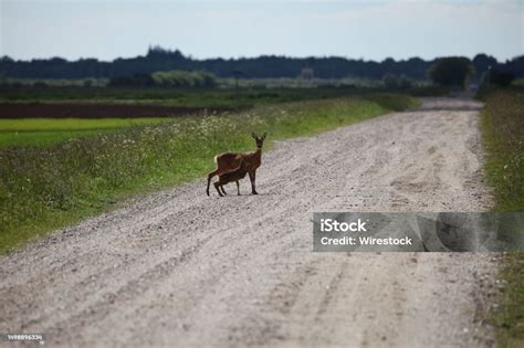 새끼 사슴과 함께 장엄한 흰 꼬리 사슴이 시골 길가를 따라 조심스럽게 밟습니다 기민에 대한 스톡 사진 및 기타 이미지 기민 사슴 가을 Istock