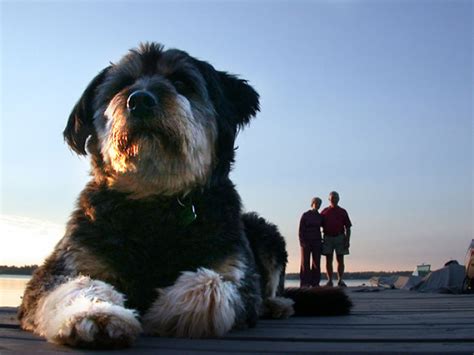 40 Well Timed Photos That Turn Doggos Into Giants Defused