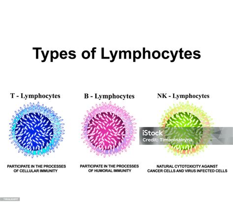 Lymphocyte Cell Diagram