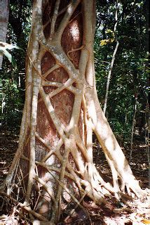 Strangler Fig Spc Florida Plants · Inaturalist