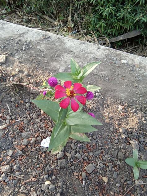 Color Combinations Of Different Types Of Flowers In The Garden Stock