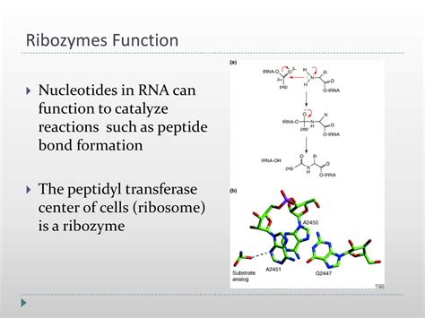 Ribozymes Rna Enzymes Function And Role Ppt Download