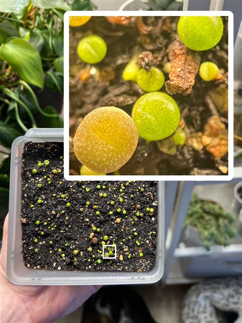 Extreme Closeup Of The Lithop Army R Lithops