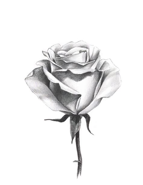 How To Draw Realistic Rose