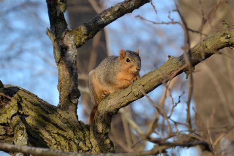 Eastern Fox Squirrel Port Royal Sound Foundation Eastern Fox Squirrel Port Royal Sound Foundation