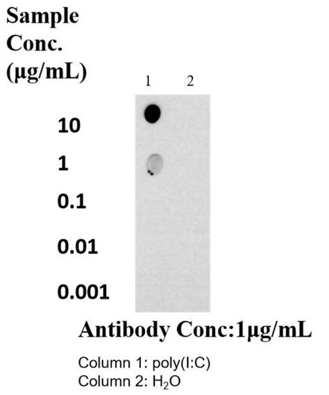 Dsrna Antibody 85780 2 Pbs Proteintech