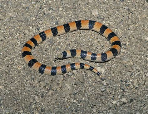 Variable Sandsnake Chilomeniscus Stramineus Focusing On Wildlife