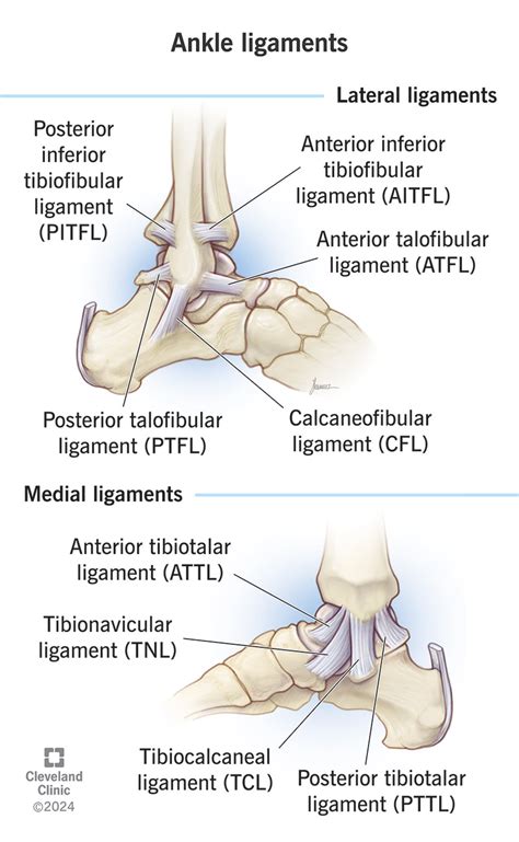 Foot Ankle Bones
