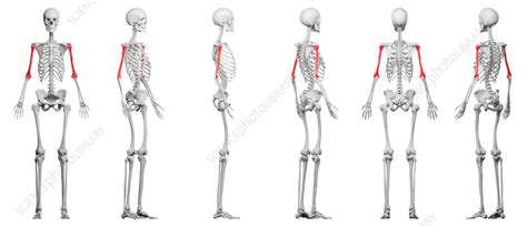 Humerus Illustration Stock Image F0382796 Science Photo Library