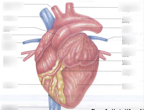 Bio Diagram Quizlet