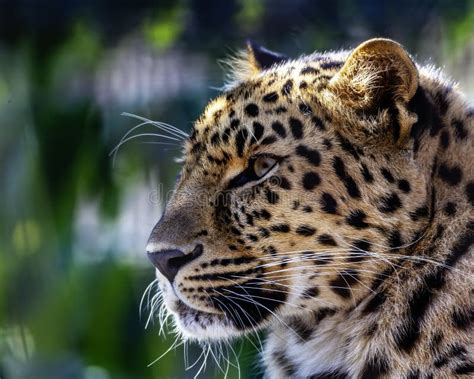 Portrait Of A Leopard In Profile Relaxing Stock Image Image Of Closeup Close 293316529