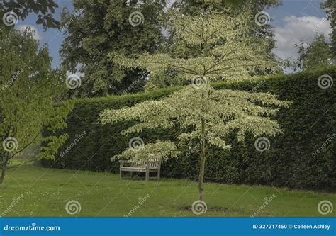 A Small Varigated Rubber Tree Ficus Elastica Variegata Stock Image