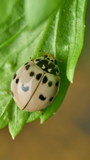 Premium Photo Details Of A White Lady Bug On Green Grass