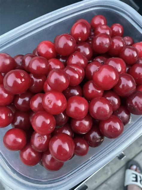 Find More Cherries For Sale At Up To 90 Off Hanover Mb