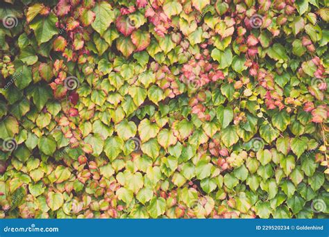 Colourful Foliage Of Ivy Plant On The Wall Autumn Background Boston