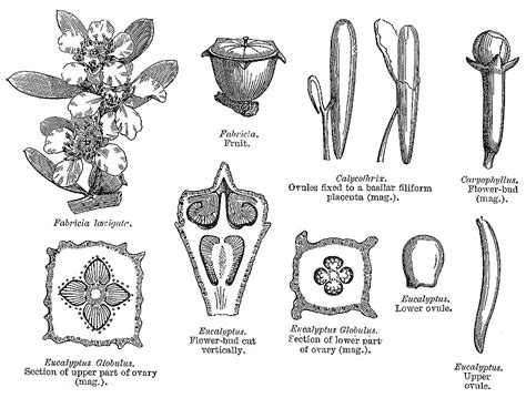 Angiosperm Families Myrtaceae Juss Myrtaceae Eucalyptus Species