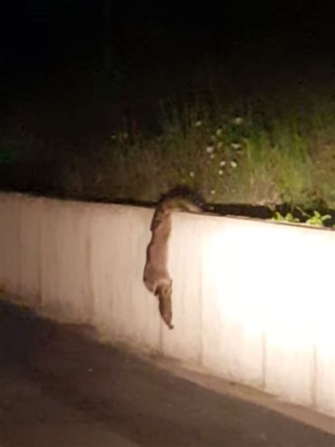 Una Mamá Mapache Demuestra Ser La Más Inteligente Y Astuta De Los