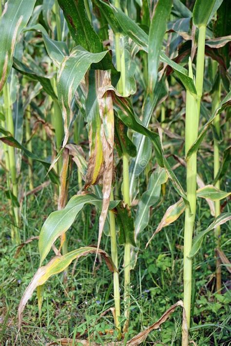 Plant Disease Corn Leaf Blight From Fungus Stock Image Image Of