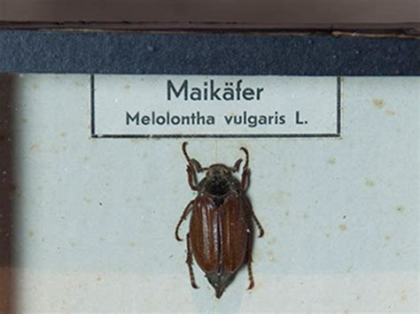 Bug Specimen Colletion Brood Interior Concept