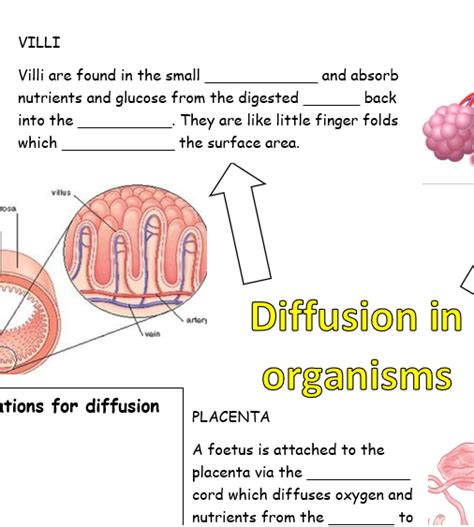 Diffusion In Organisms Worksheet Teaching Resources