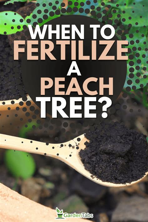When To Fertilize A Peach Tree Best Time And Methods