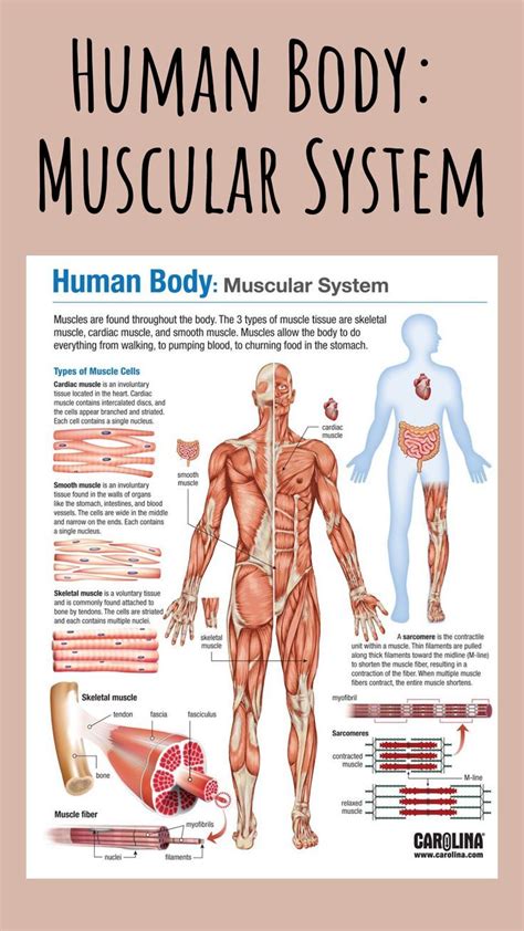 Muscular System Artofit Muscular System Artofit