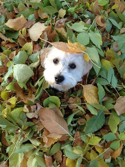 Rusty Contest Entry 38676 Modern Dog Magazine