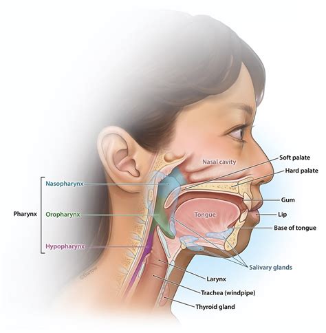 Anatomy Of Mouth And Throat