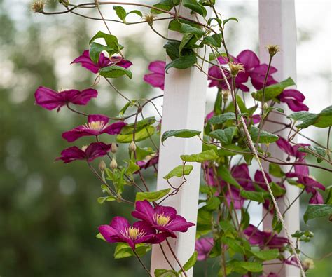 How And When To Fertilize Clematis With Expert Advice Homes And Gardens