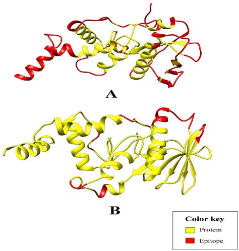 The Discontinuous B Cell Epitopes Red Within The Multi Epitope