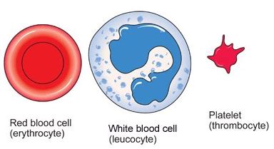 Blood Cells Structure And Functions Biology Notes For IGCSE 2014