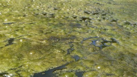 Preventing Algae And Weeds In A Body Of Water