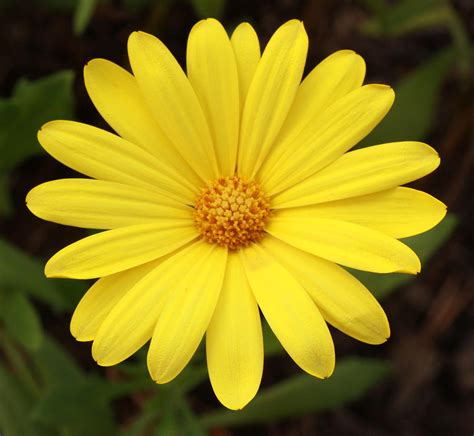 Yellow Daisy Flower